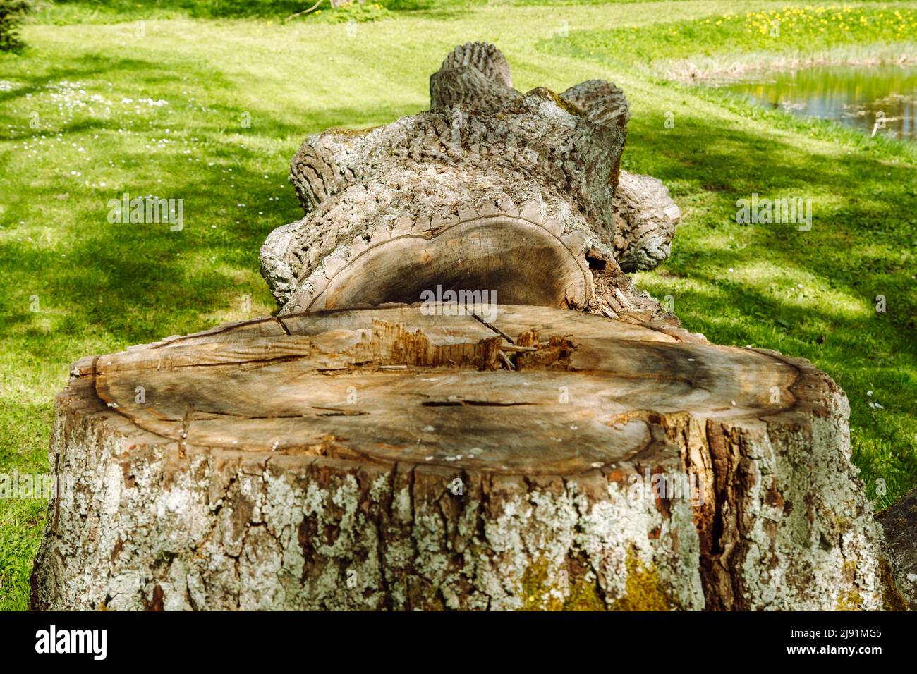 A large sawn old tree lies on the ground in the park. Sick tree sawing ...