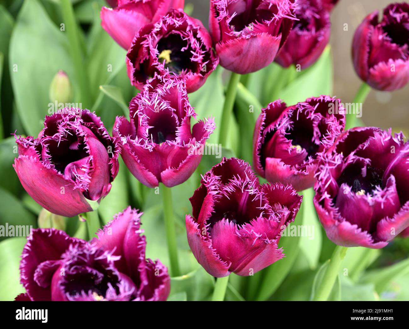 Curly heads hi-res stock photography and images - Alamy