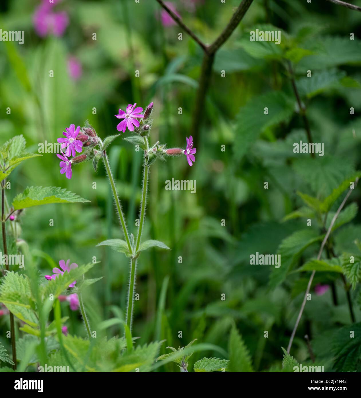 closeup of purple pink Herb robert (Geranium robertianum) also known as ...