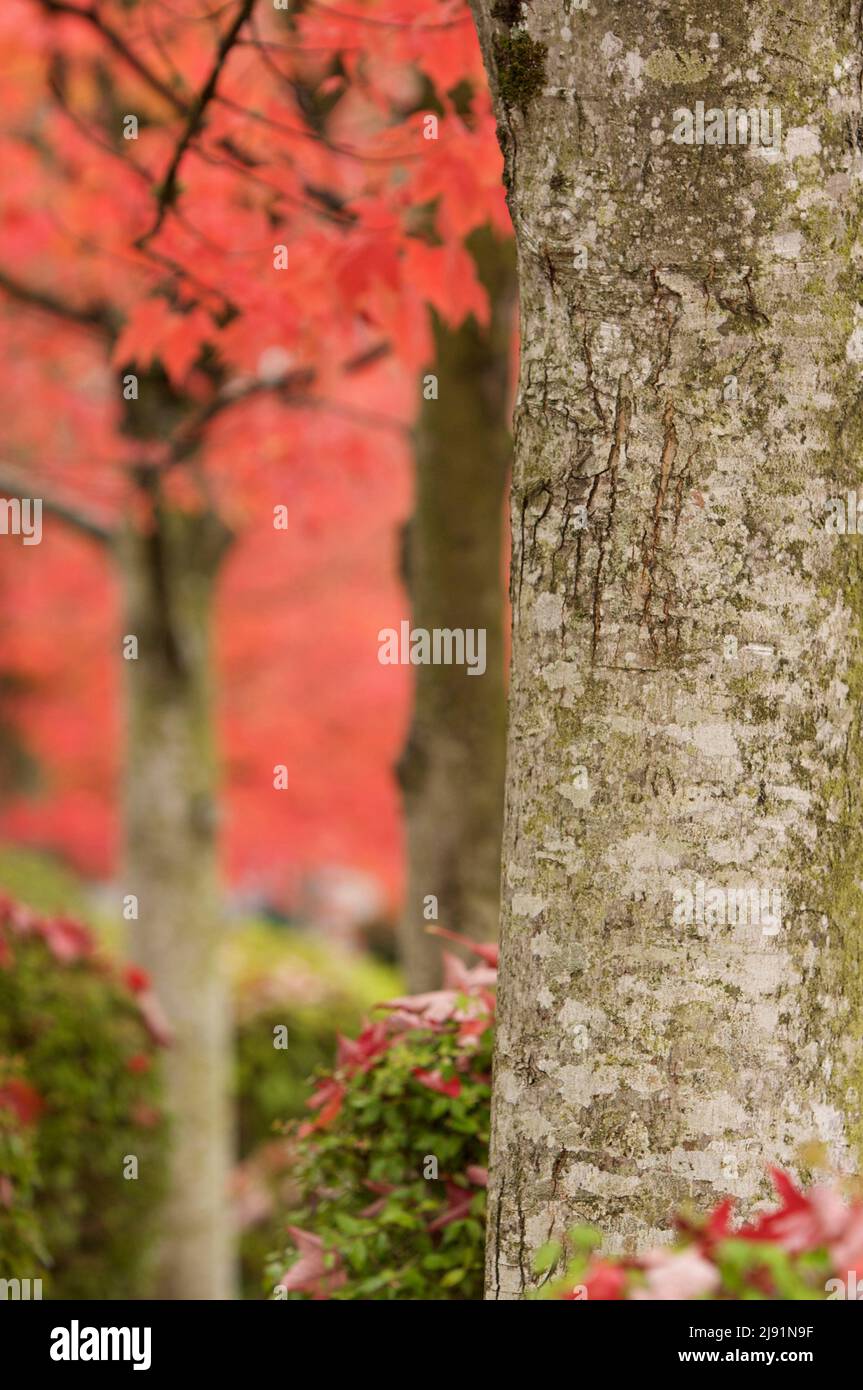 Closeup image of a Maple tree trunk with vivid fall colors in the ...