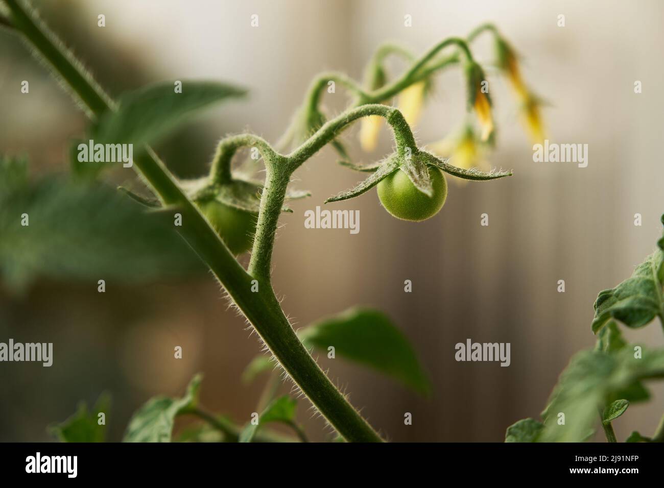 Set fresh green tomatoes hi-res stock photography and images - Alamy