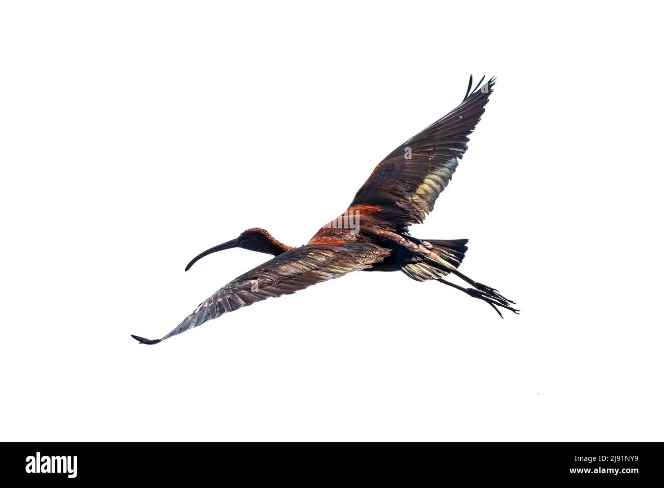 Glossy Ibis In Flight