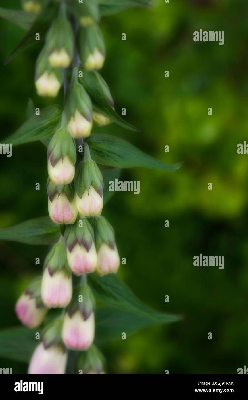 Closeup image of foxglove (Digitalis) ready to bloom in a spring meadow ...