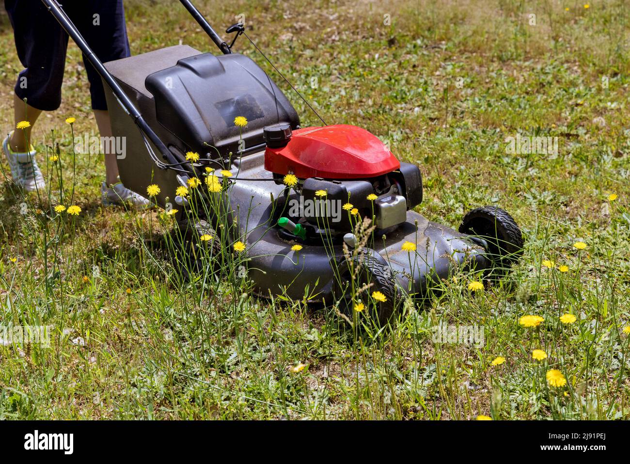 Mower lawnmower gardener cutting the grass Stock Photo - Alamy