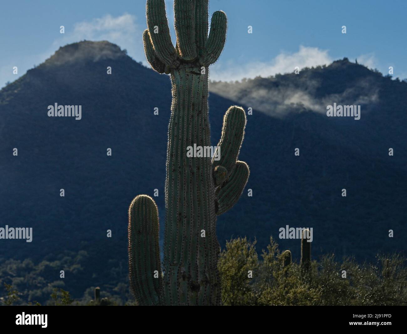 Rare fog forms in the rigged Four Peaks wilderness of Arizona on a ...