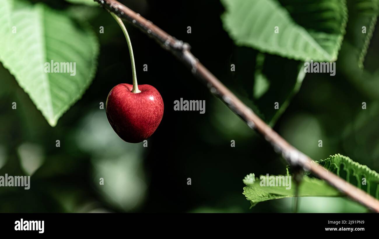 Red cherries ripen on the tree. Red cherry fruits hidden in the green ...