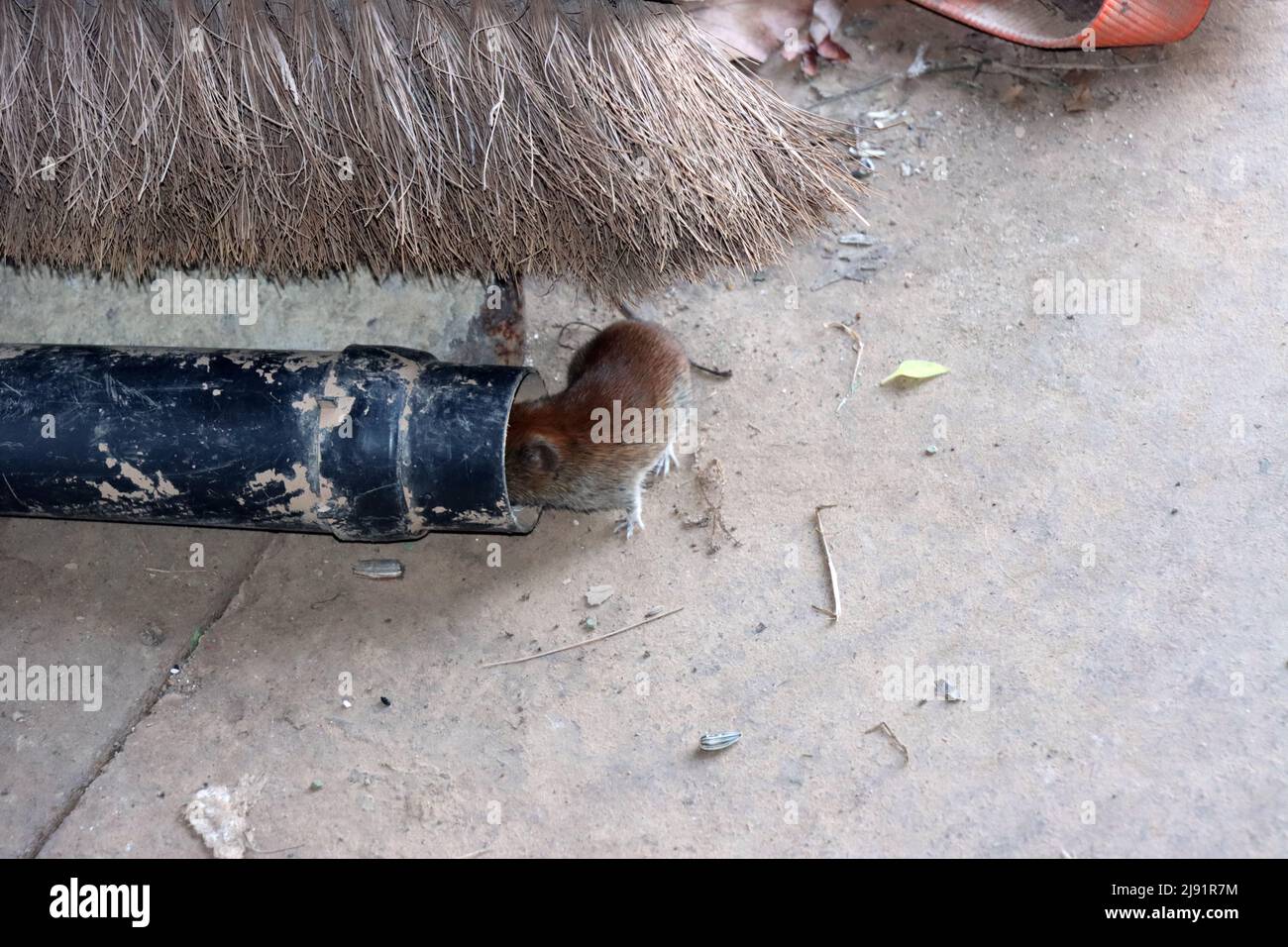 Hausmaus (Mus musculus) - inspiziert eine Lebendfalle Stock Photo - Alamy