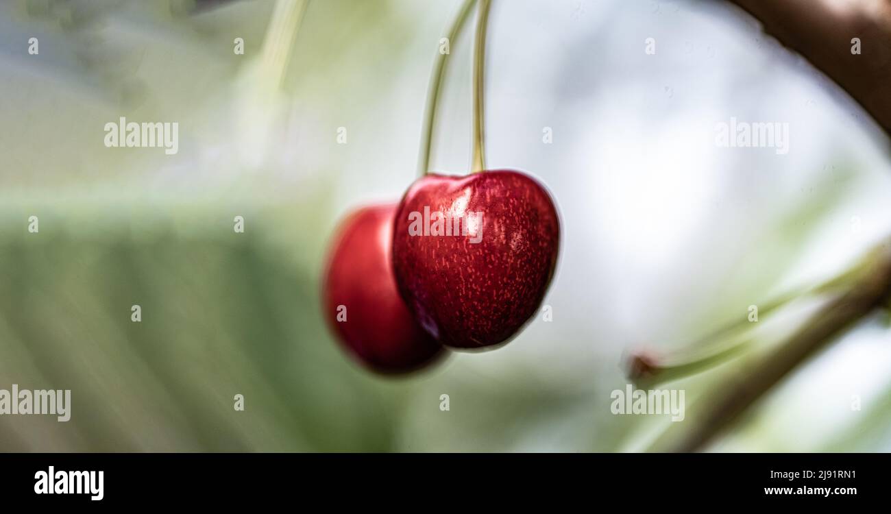 Red cherries ripen on the tree. Red cherry fruits hidden in the green ...