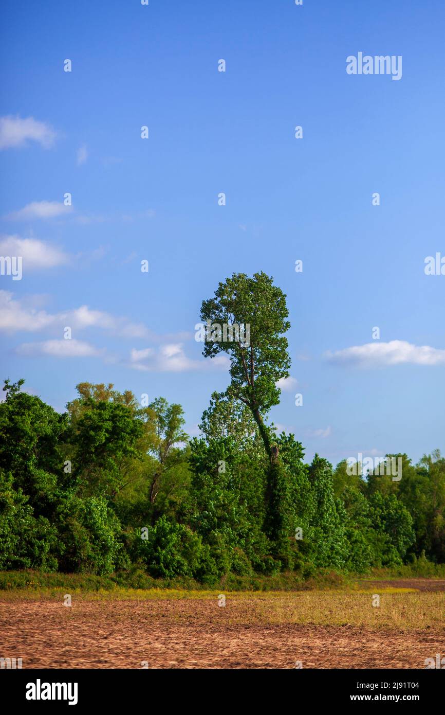 One tall tree hi-res stock photography and images - Alamy