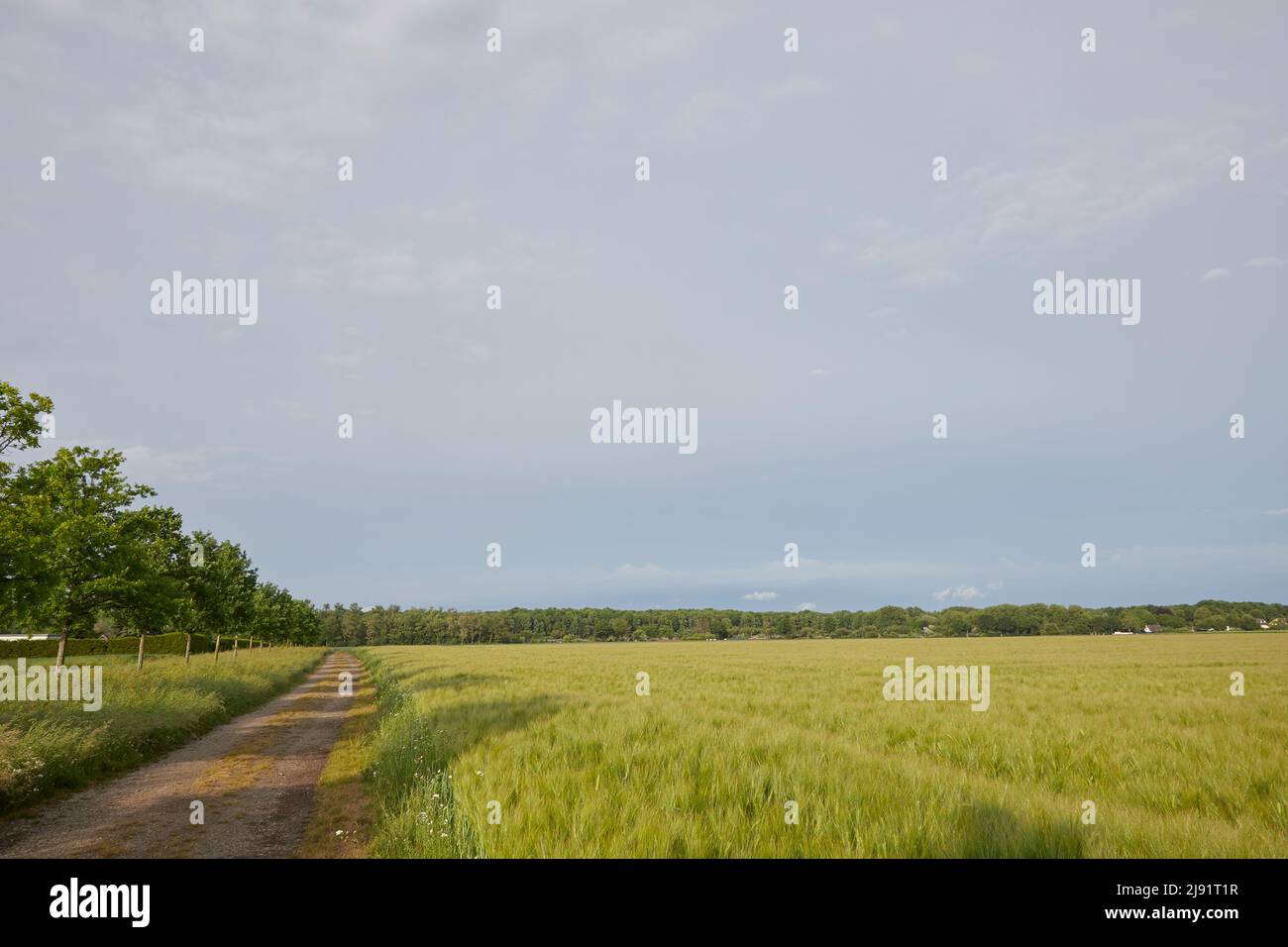 gravel path between a field and trees Stock Photo - Alamy