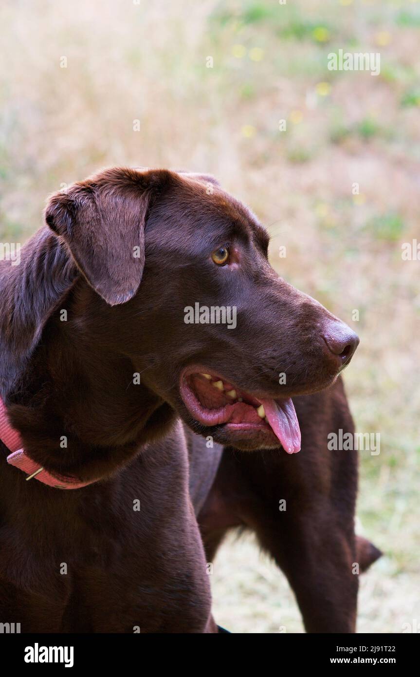 Light field lab hi-res stock photography and images - Alamy