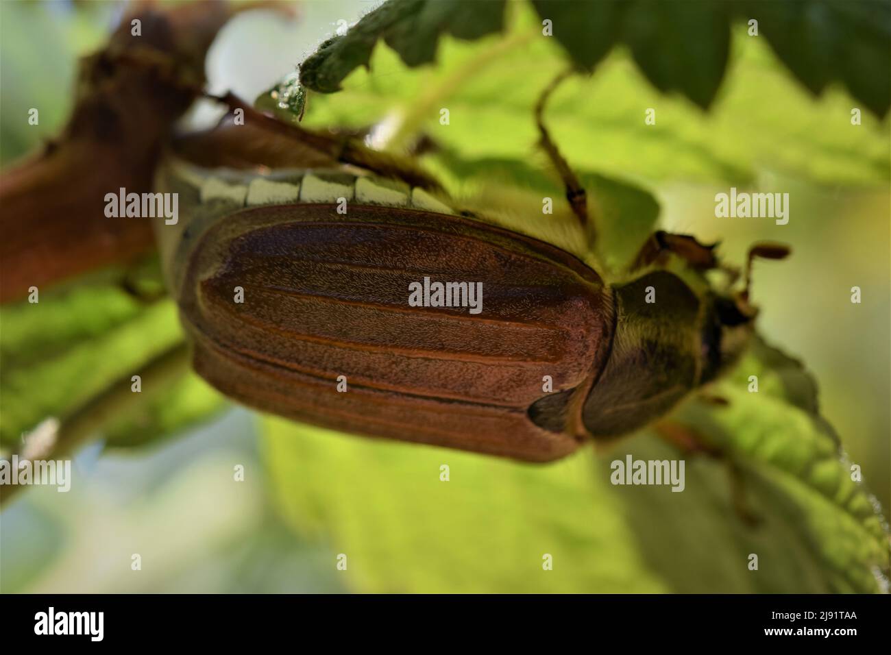 Raspberry beetle hi-res stock photography and images - Alamy