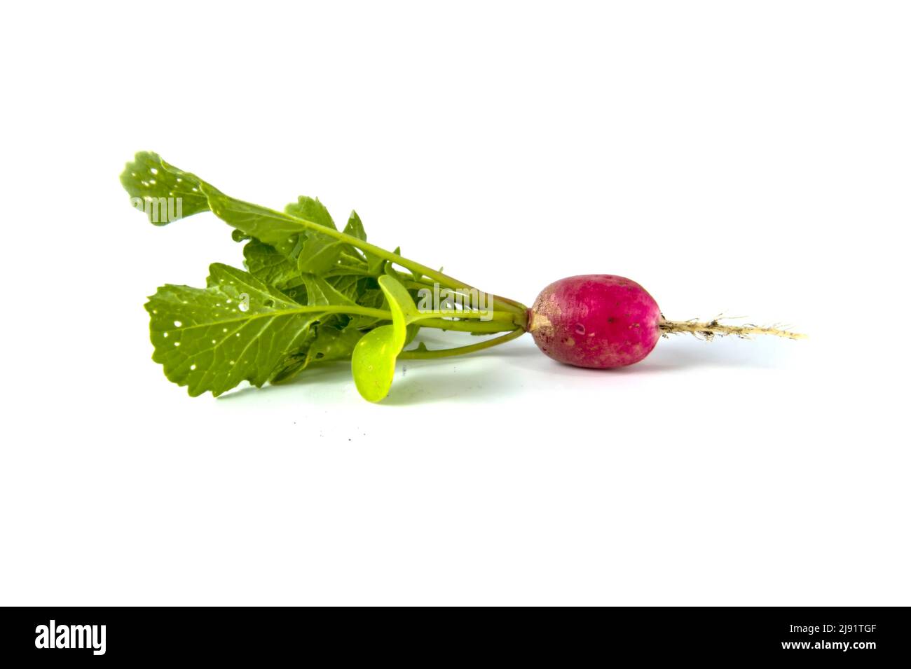 Fresh white round radish Cut Out Stock Images & Pictures - Alamy