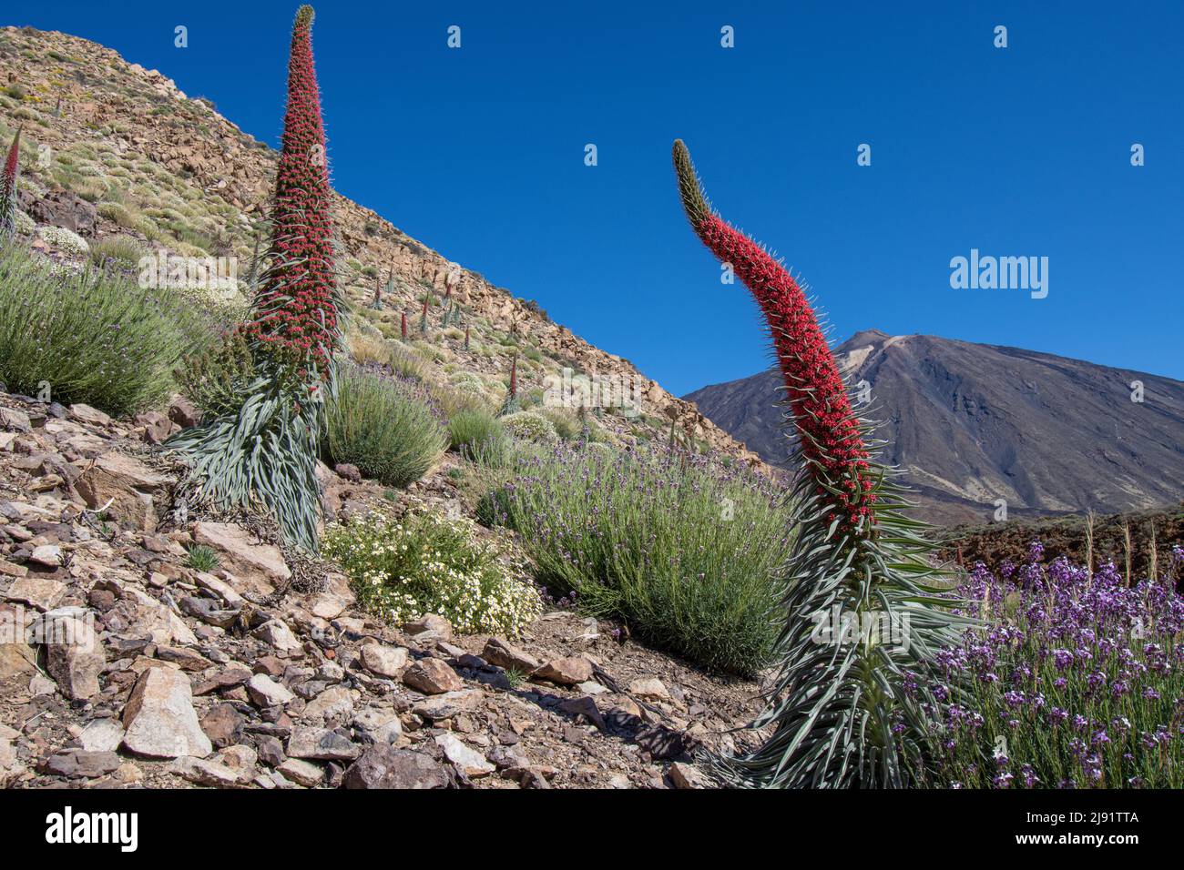Red tajinaste hi-res stock photography and images - Alamy