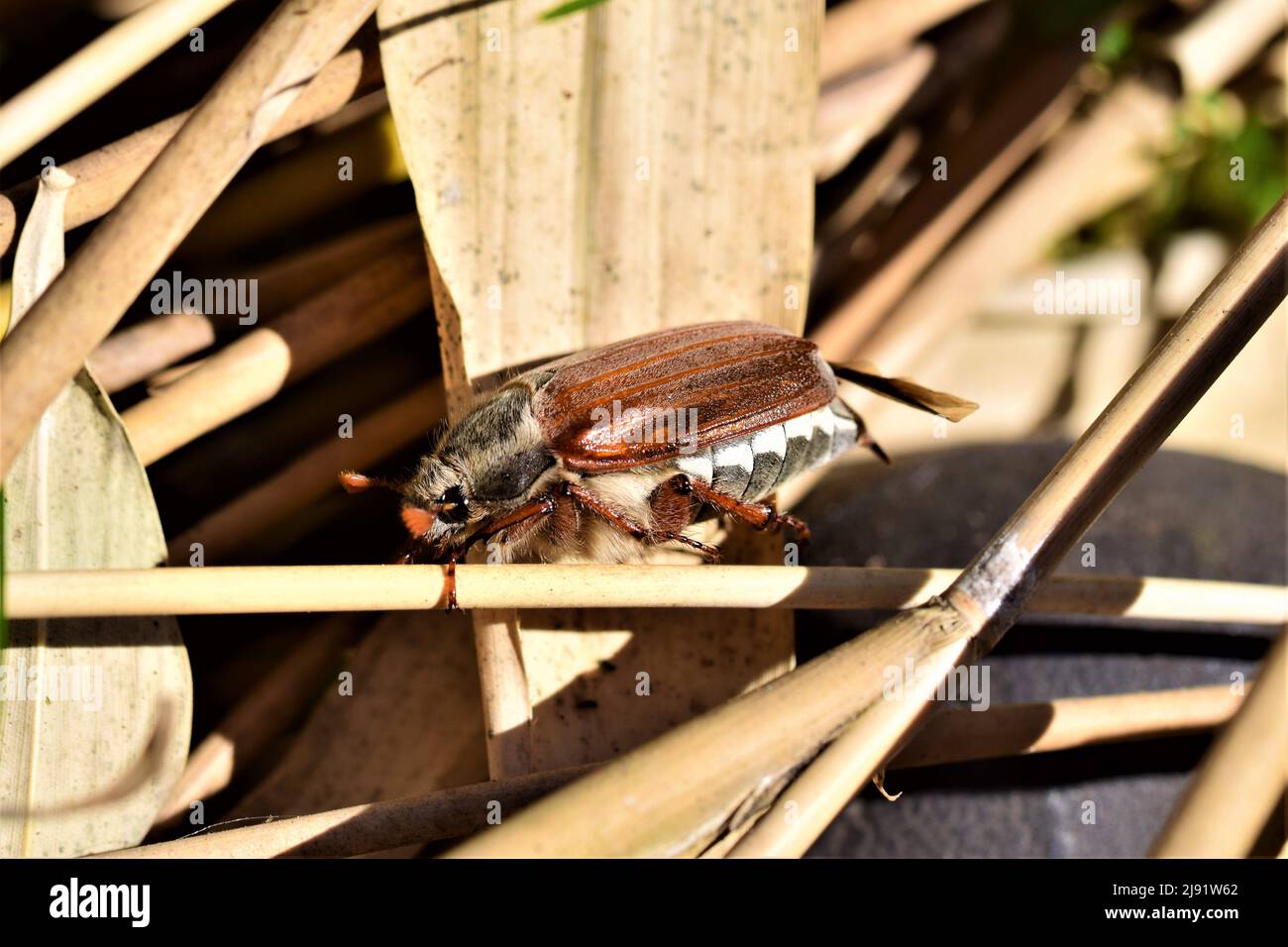 Walking beetle hi-res stock photography and images - Alamy
