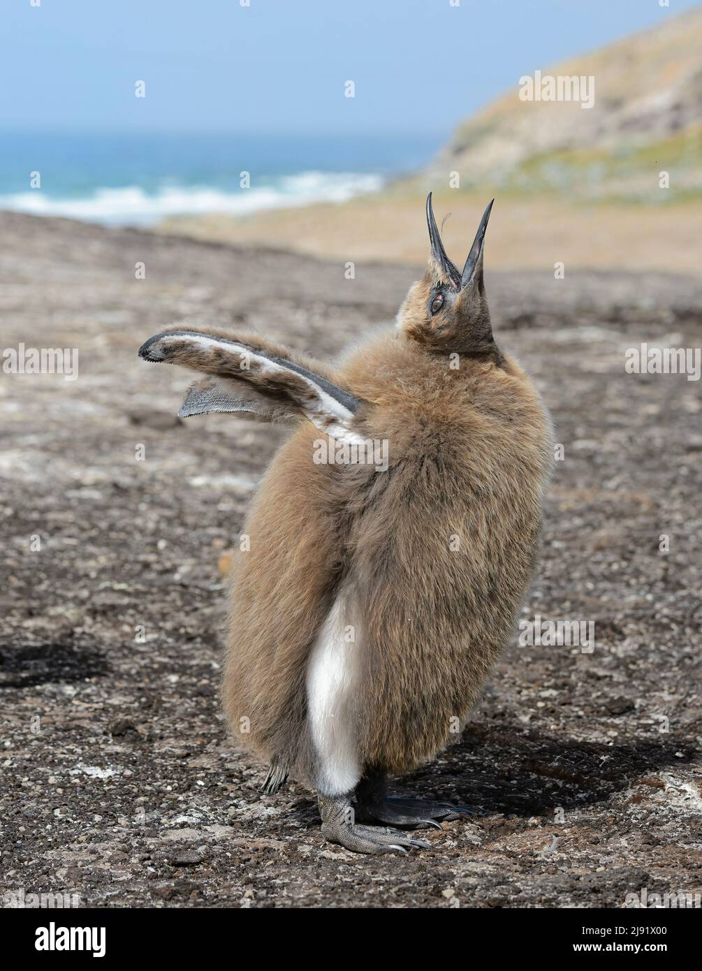 Chubby penguin hi-res stock photography and images - Alamy