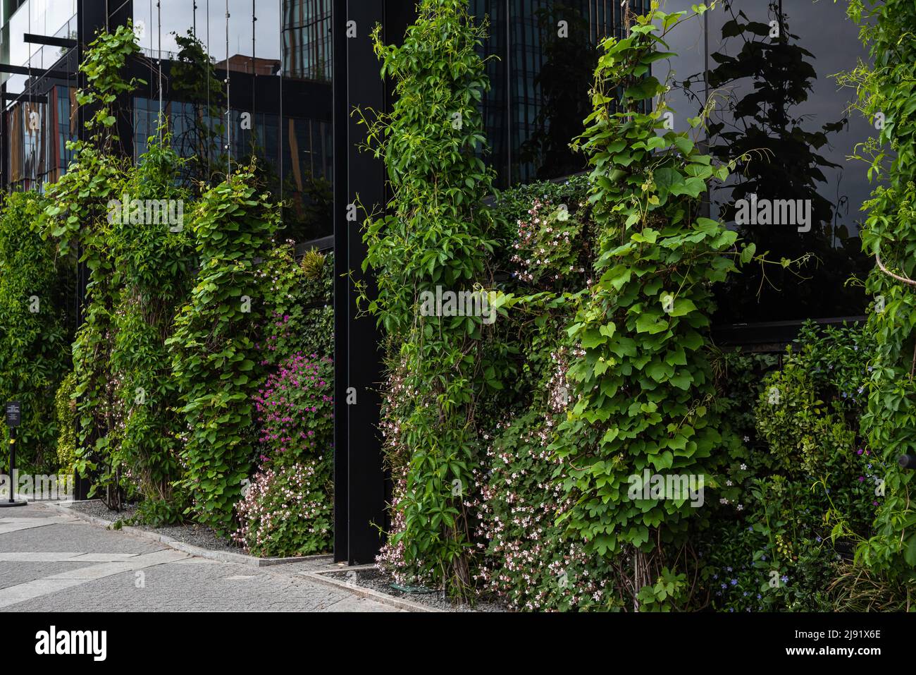Old wall overgrown creeping plants hi-res stock photography and images ...
