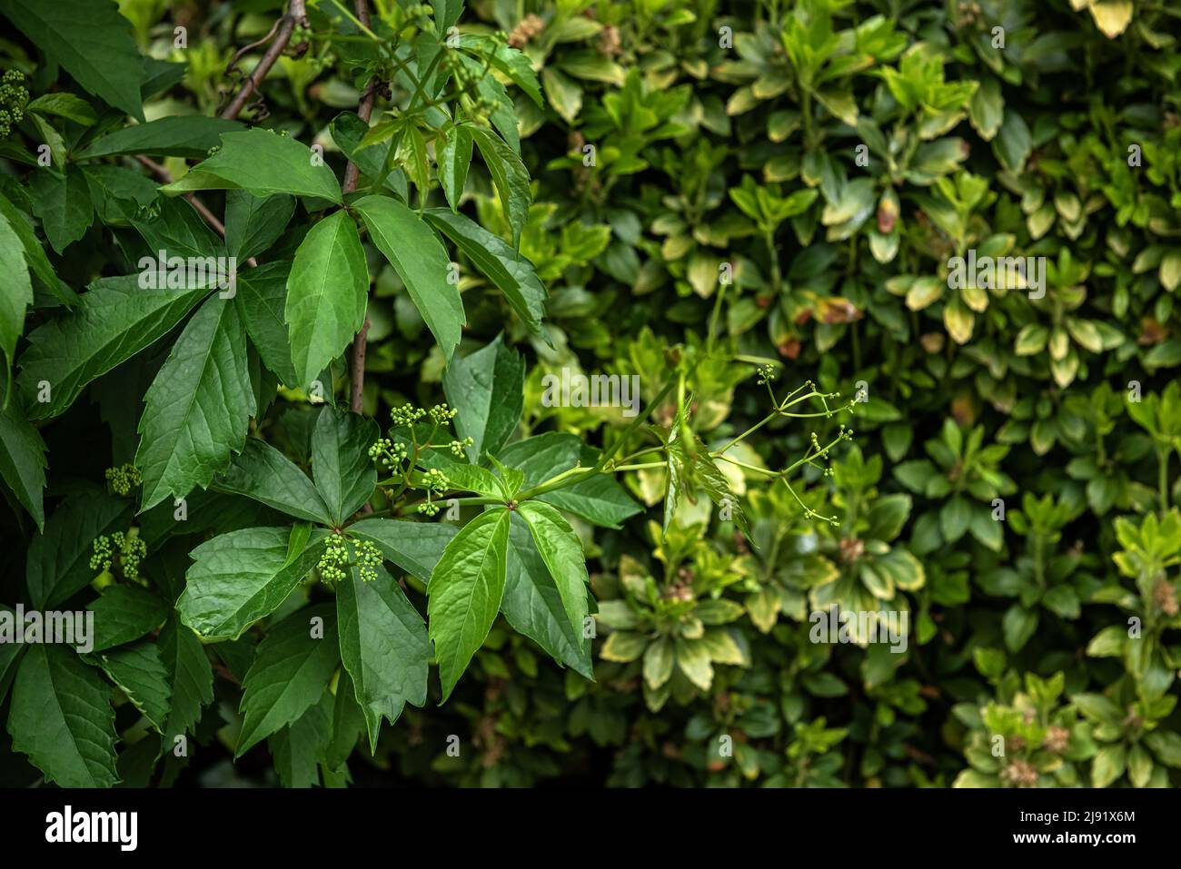 Creeping plants hi-res stock photography and images - Alamy