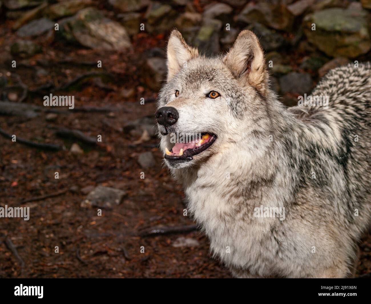 Wolf howl night hi-res stock photography and images - Alamy