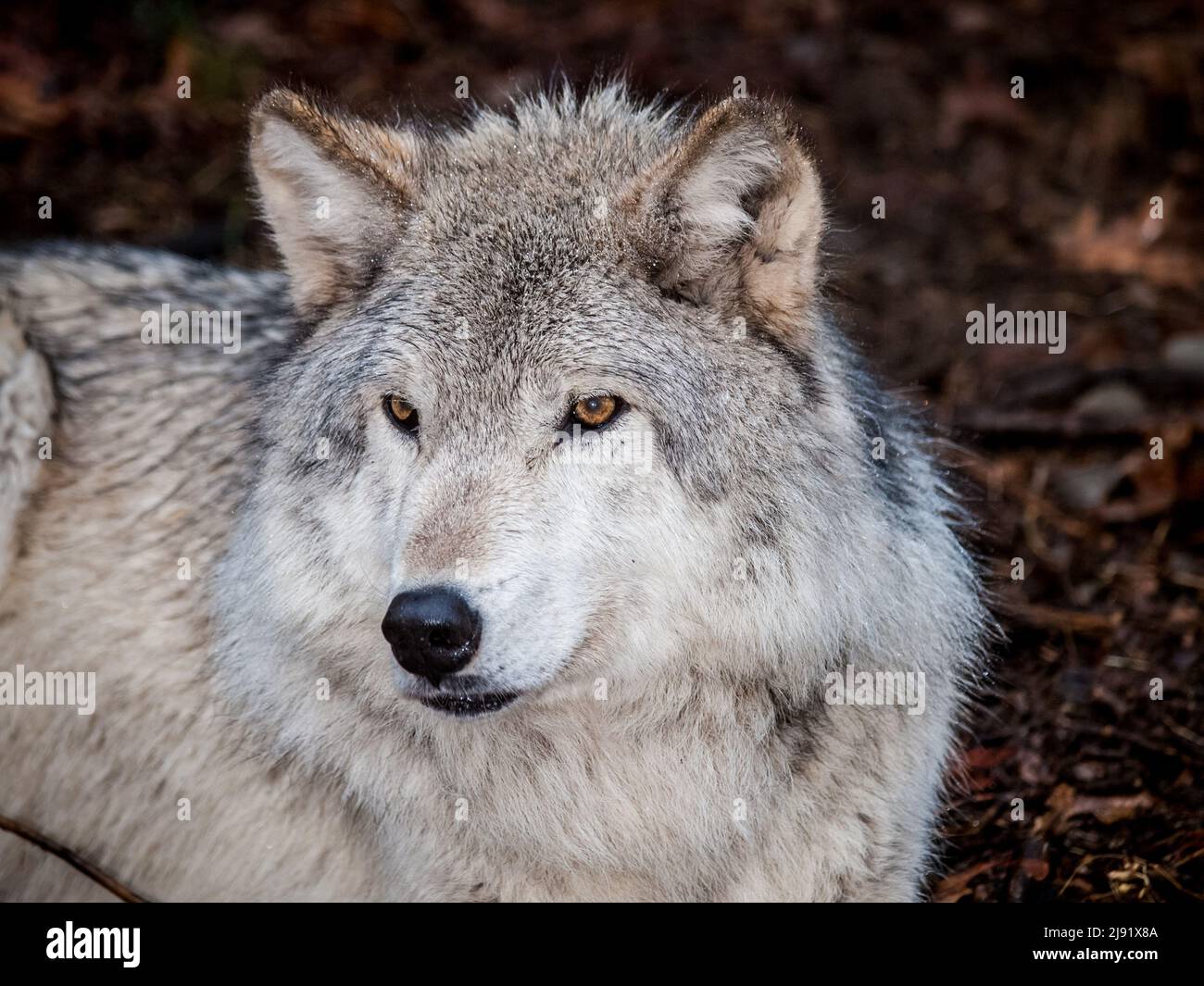 Wolf howl night hi-res stock photography and images - Alamy