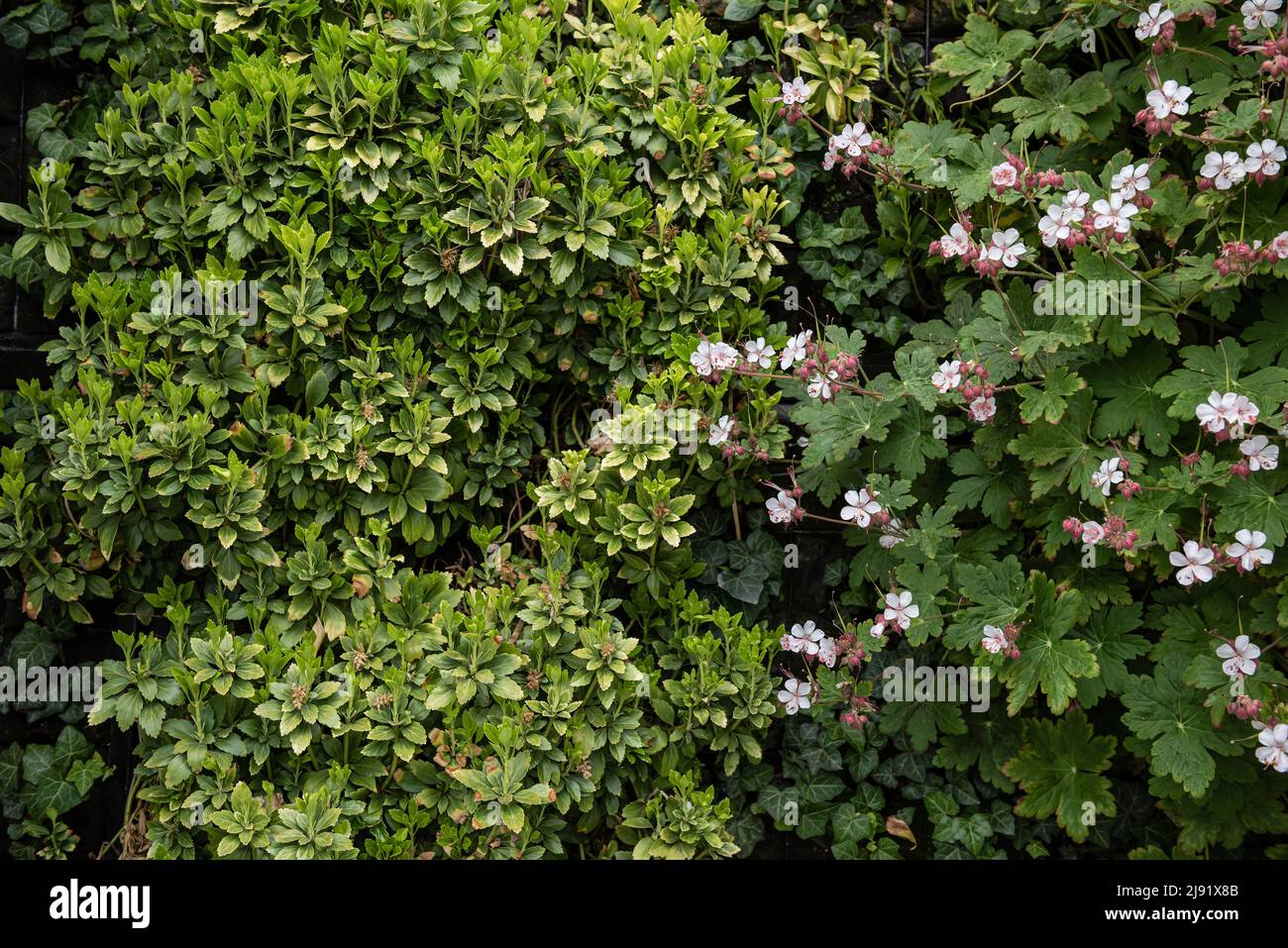 Creeping plants hi-res stock photography and images - Alamy