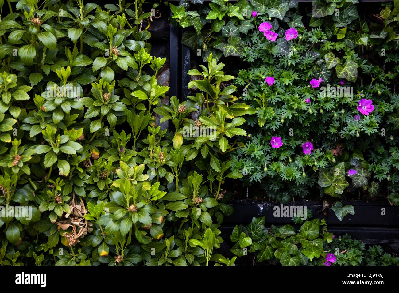 Creeping plants and flowers close up Stock Photo - Alamy