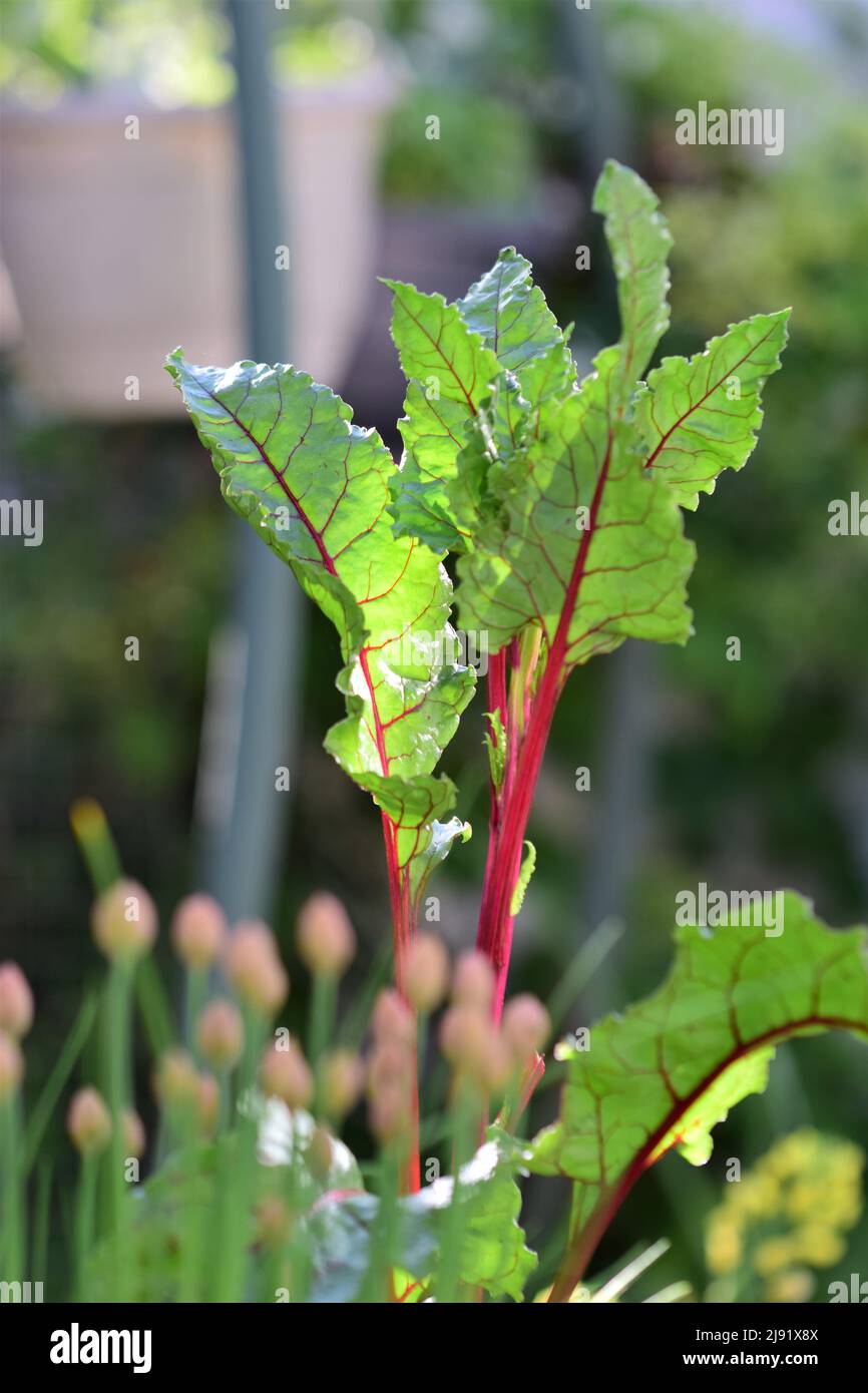 Red chard with chives in the foreground with different depth of field ...
