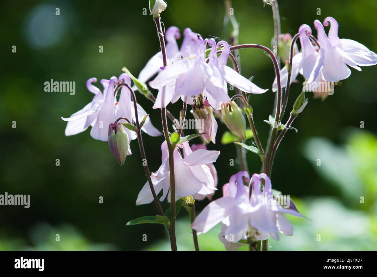 View of Flowering Columbine, Aquilegia Vulgaris 'Munstead White ...