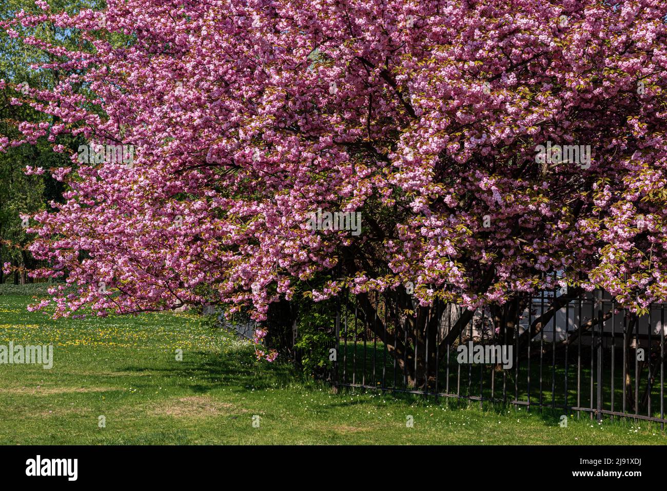 Sakura blossoms in Europe. The tree is densely covered with pink ...