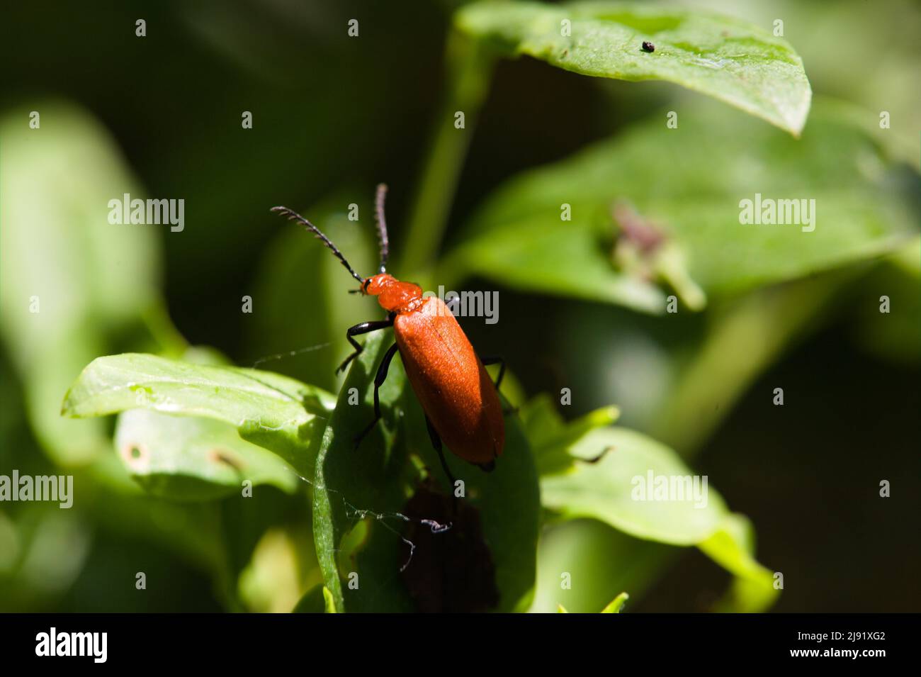 Natural World Insect Encounters - Close-up of a Common Red Soldier ...