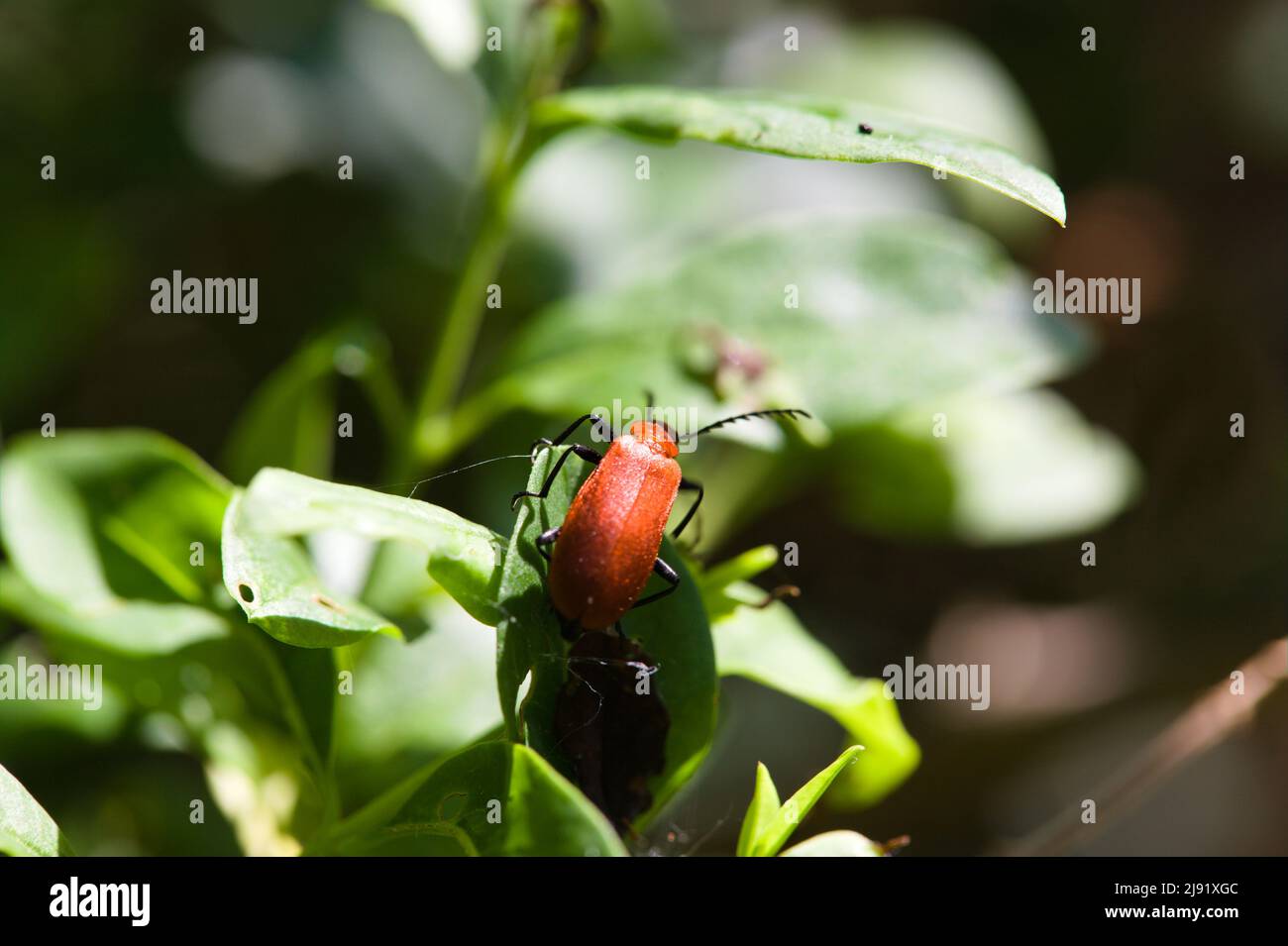 Natural World Insect Encounters - Close-up of a Common Red Soldier ...