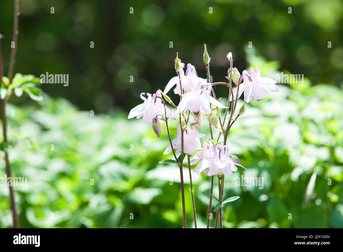 View of Flowering Columbine, Aquilegia Vulgaris 'Munstead White ...
