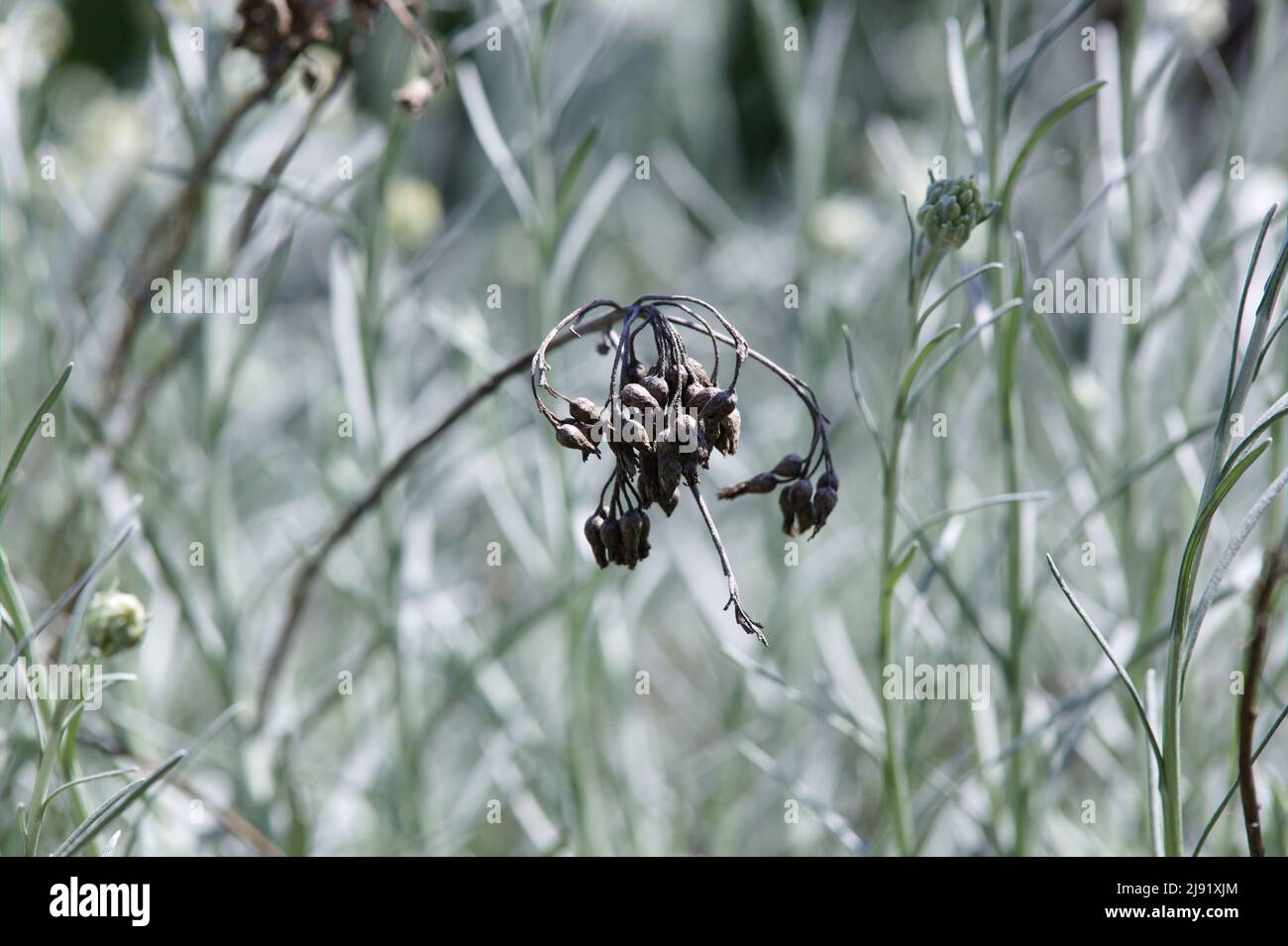 Dying seedheads hi-res stock photography and images - Alamy