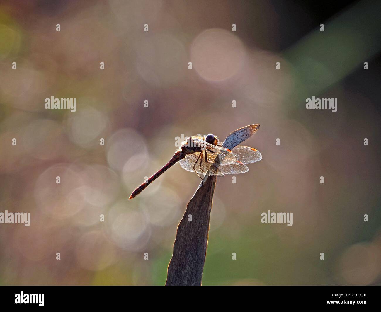 male Common Darter dragonfly (Sympetrum striolatum) with glittering ...
