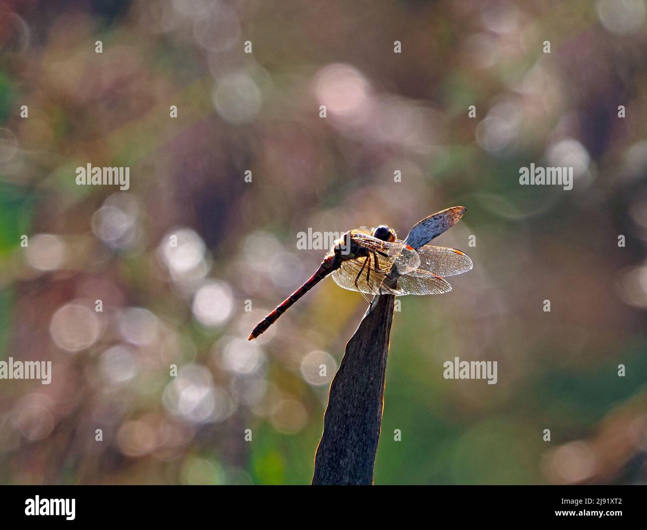 male Common Darter dragonfly (Sympetrum striolatum) with glittering ...