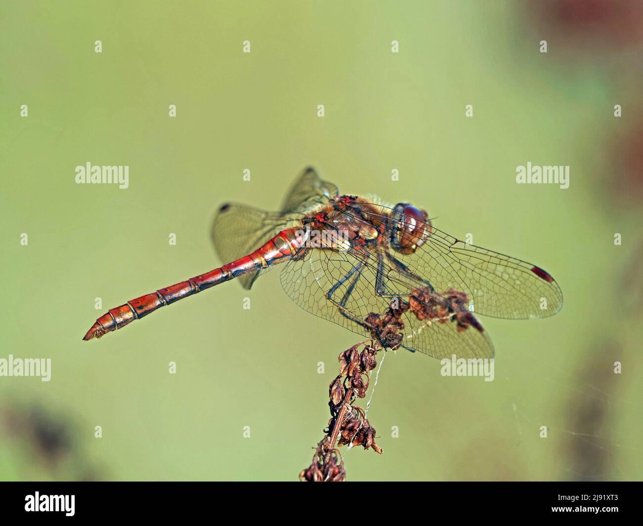 male Common Darter dragonfly (Sympetrum striolatum) with glittering ...