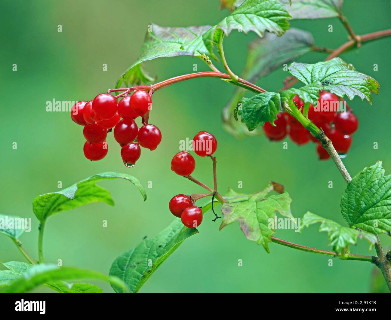 raindrop on bright glossy red berries of Wayfarer Tree (Viburnum ...