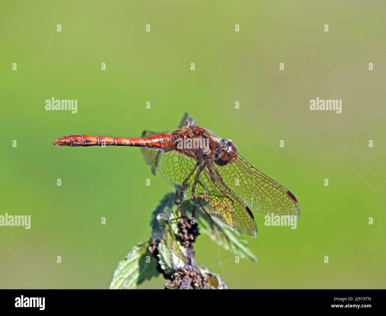 male Common Darter dragonfly (Sympetrum striolatum) with glittering ...