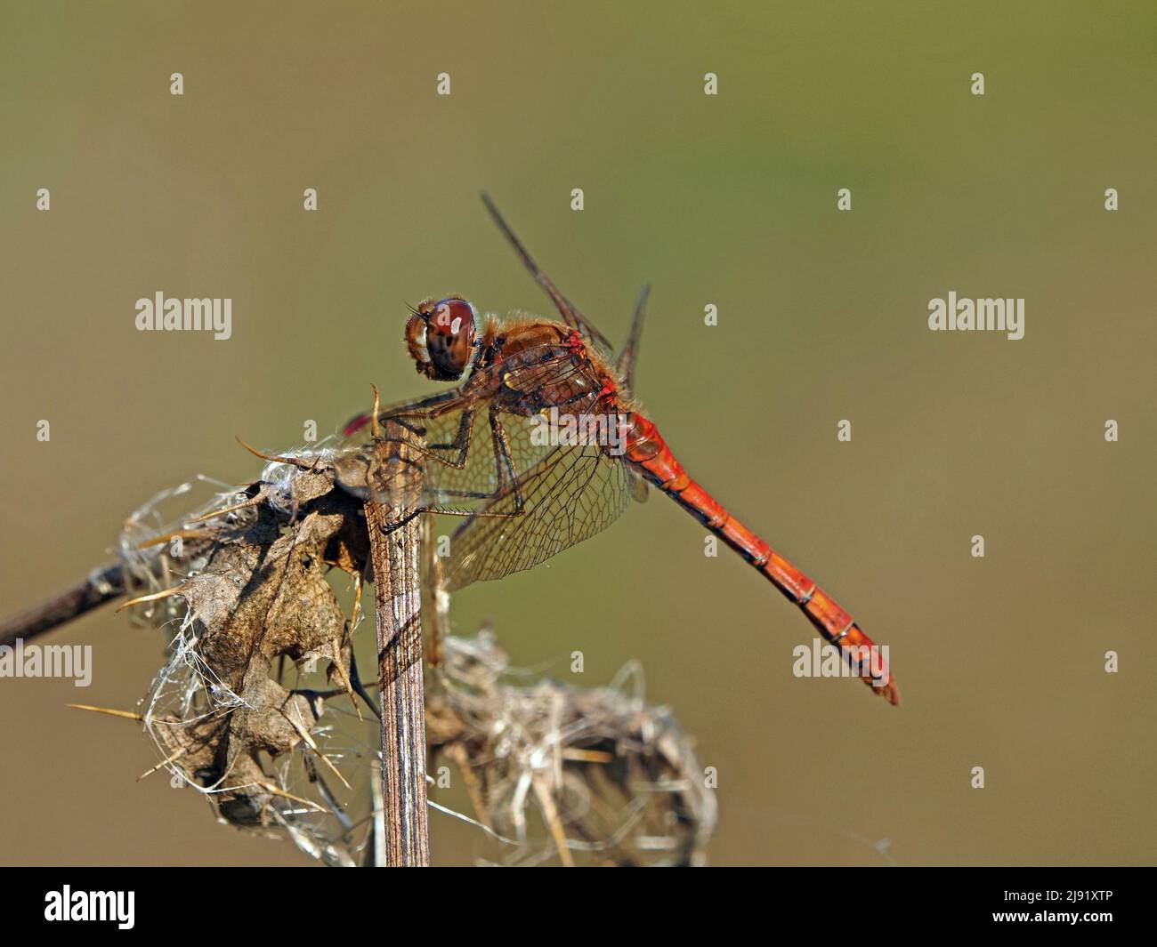 male Common Darter dragonfly (Sympetrum striolatum) with glittering ...