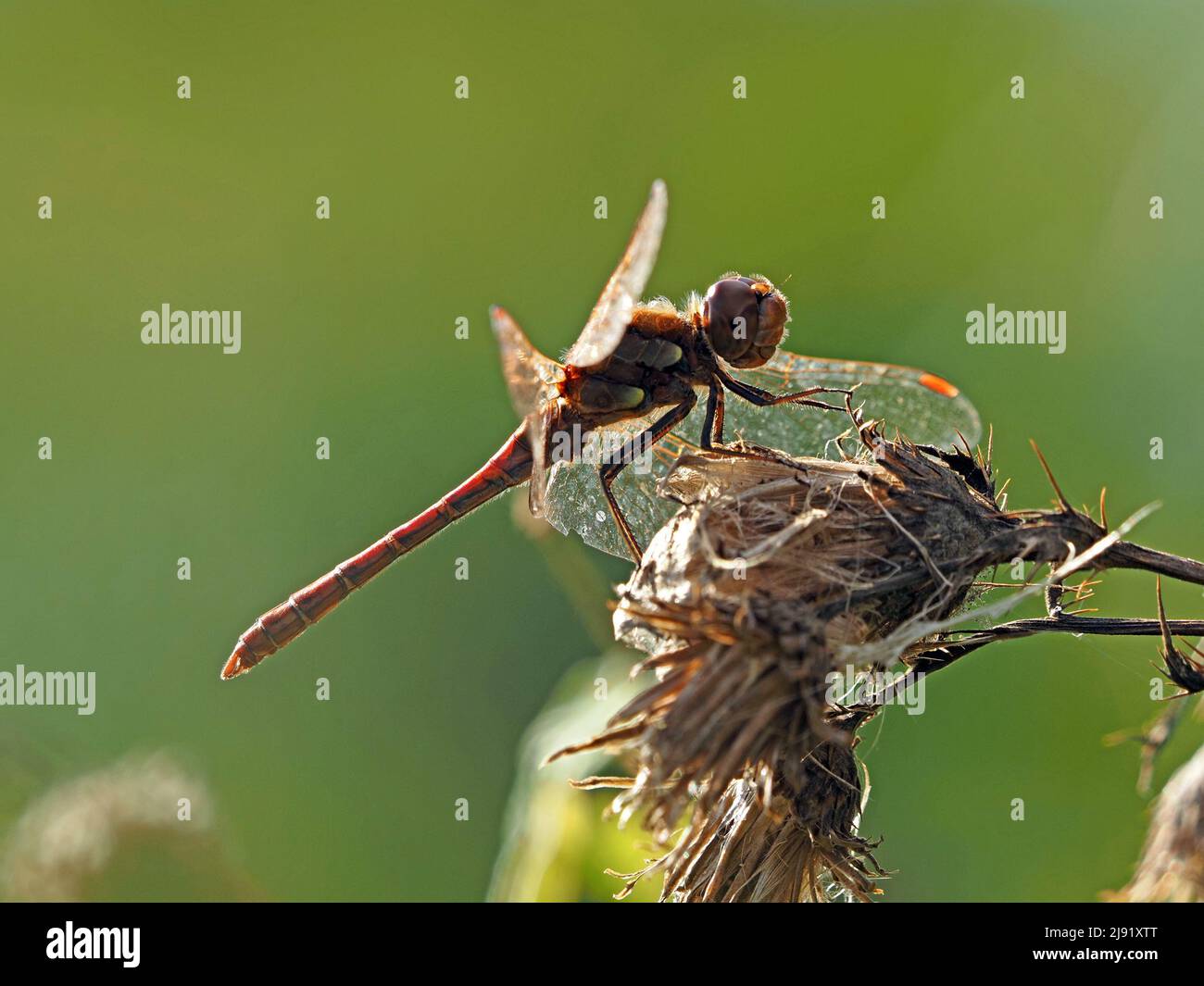 male Common Darter dragonfly (Sympetrum striolatum) with glittering ...