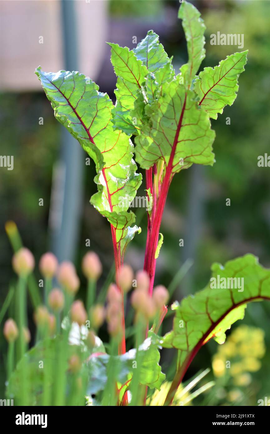 Foreground blurry hi-res stock photography and images - Alamy