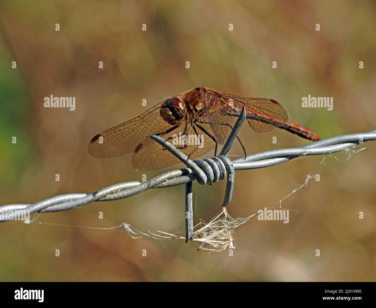 male Common Darter dragonfly (Sympetrum striolatum) with glittering ...