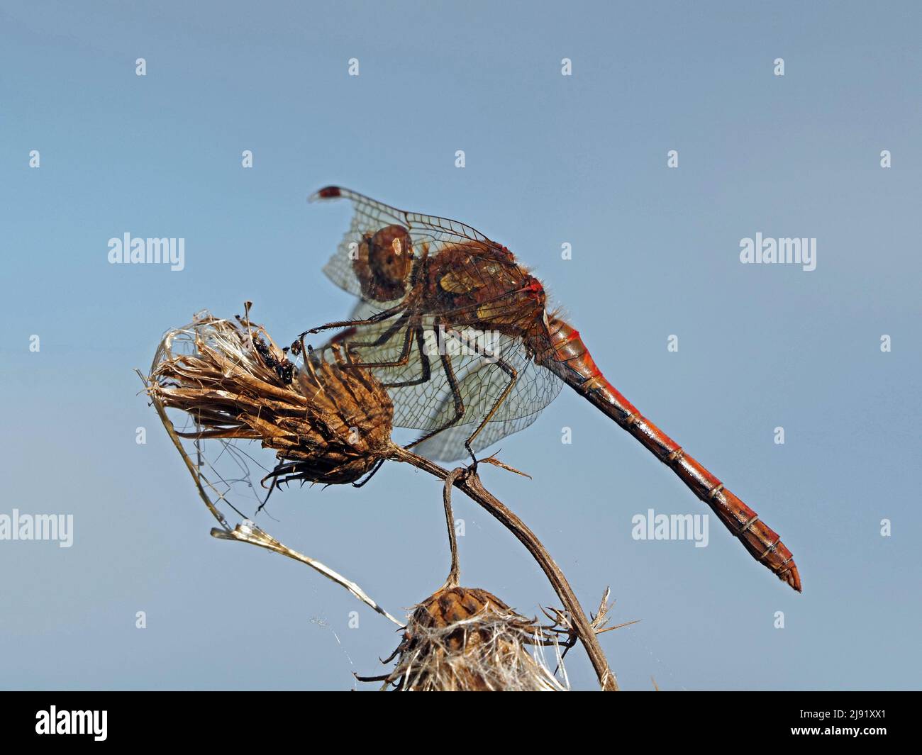 male Common Darter dragonfly (Sympetrum striolatum) with glittering ...