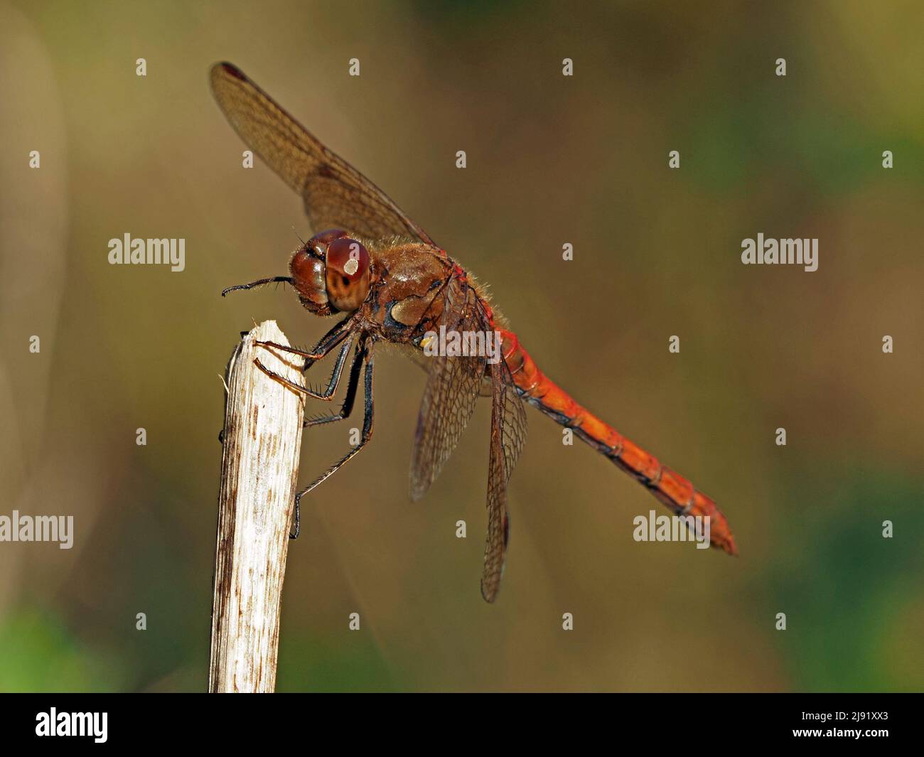 male Common Darter dragonfly (Sympetrum striolatum) with glittering ...