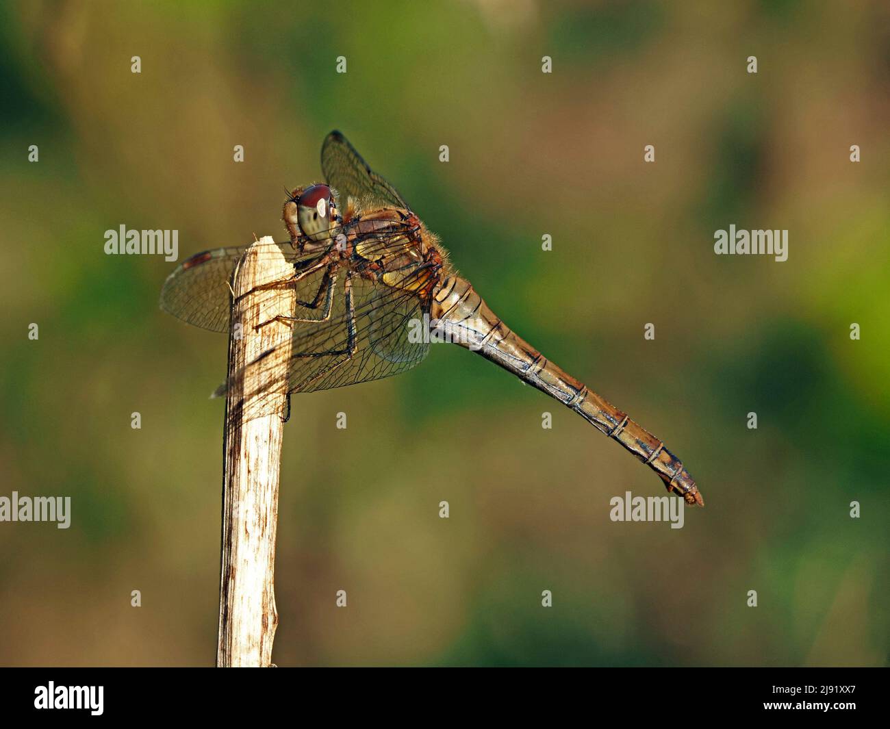 female Common Darter dragonfly (Sympetrum striolatum) with glittering ...