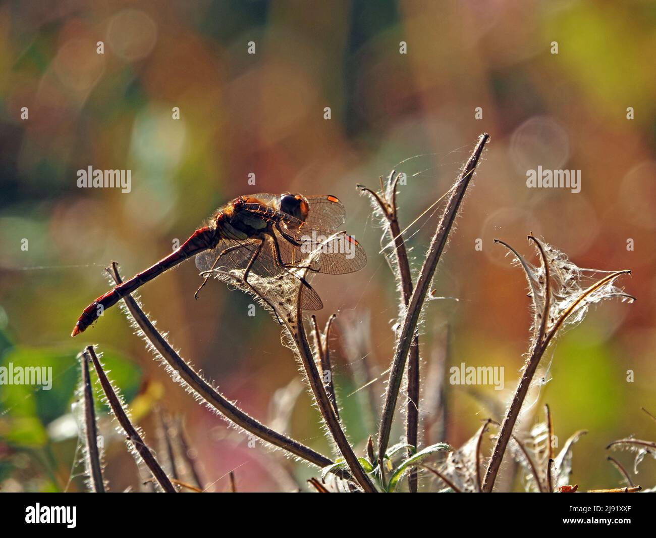 male Common Darter dragonfly (Sympetrum striolatum) with glittering ...