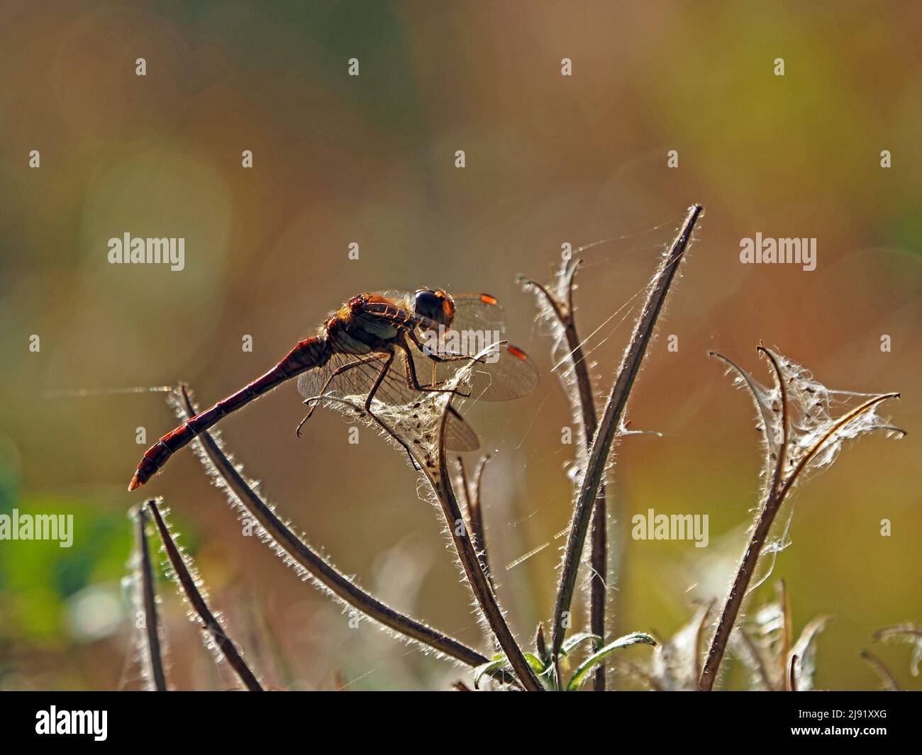 male Common Darter dragonfly (Sympetrum striolatum) with glittering ...