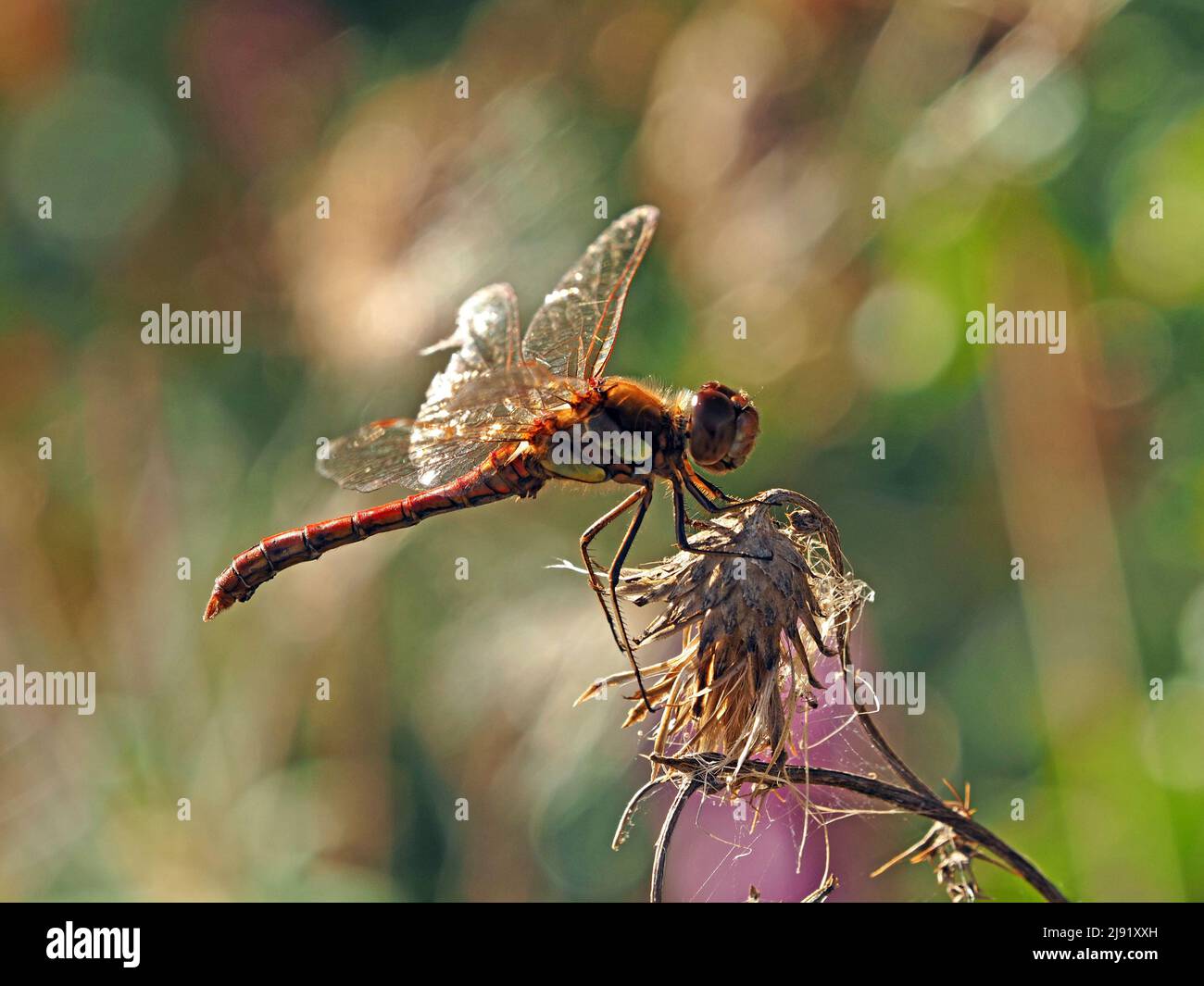 male Common Darter dragonfly (Sympetrum striolatum) with glittering ...