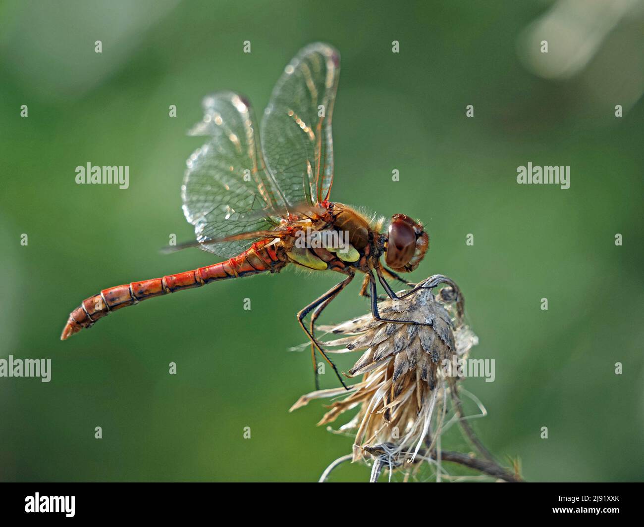 male Common Darter dragonfly (Sympetrum striolatum) with glittering ...