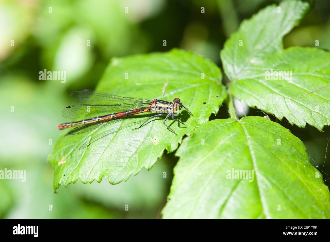 Damselfly species in the UK - Close-up of a Large Red Damselfly female ...